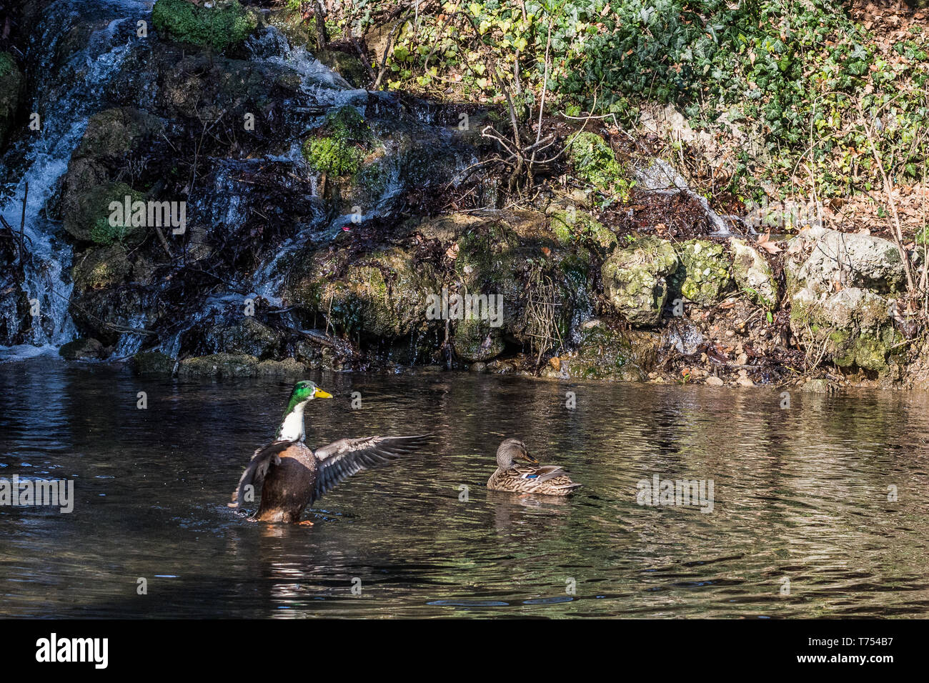 ducks in a pond, mallard Stock Photo - Alamy