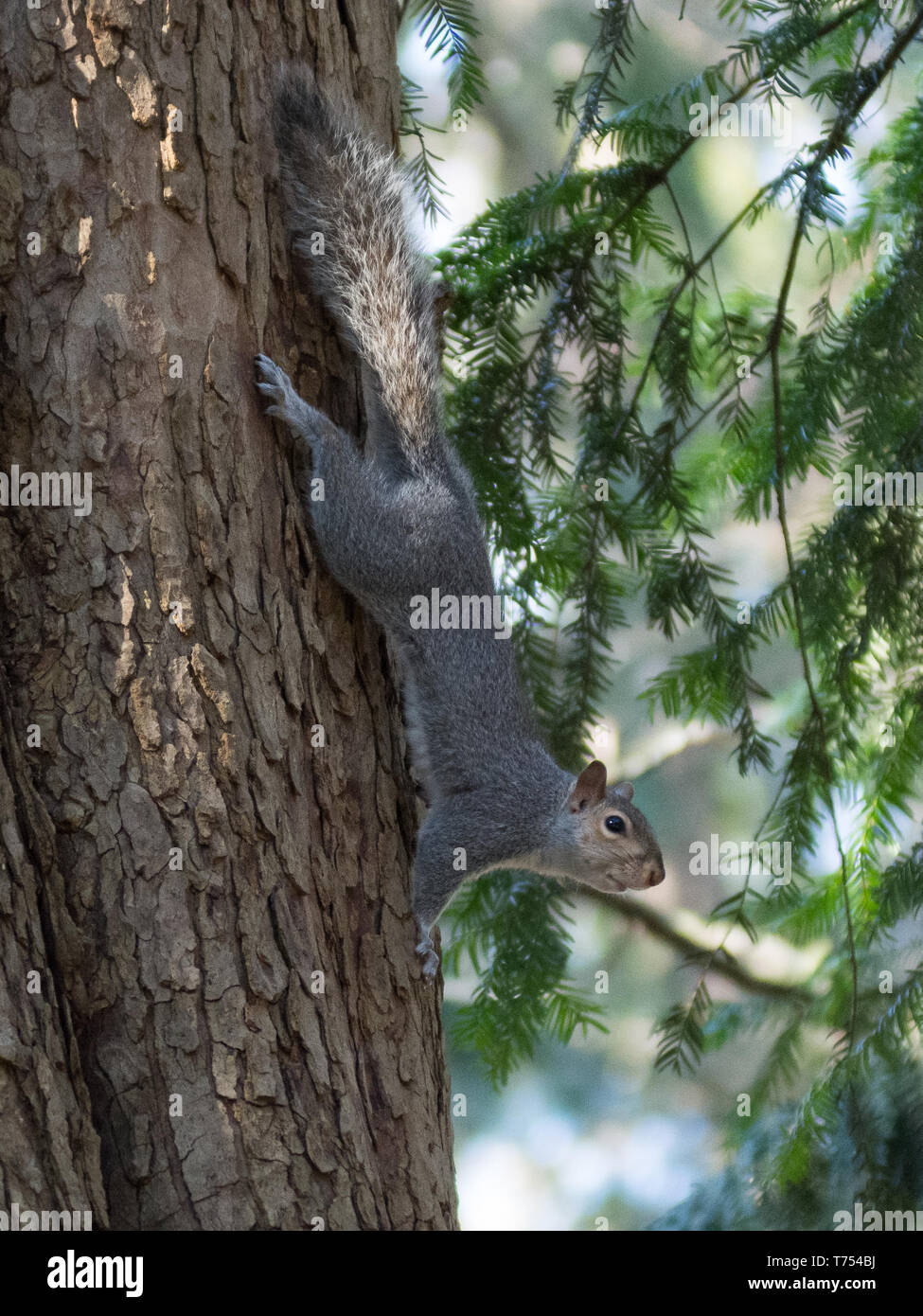 gray squirrel clinging to a tree trunk Stock Photo - Alamy