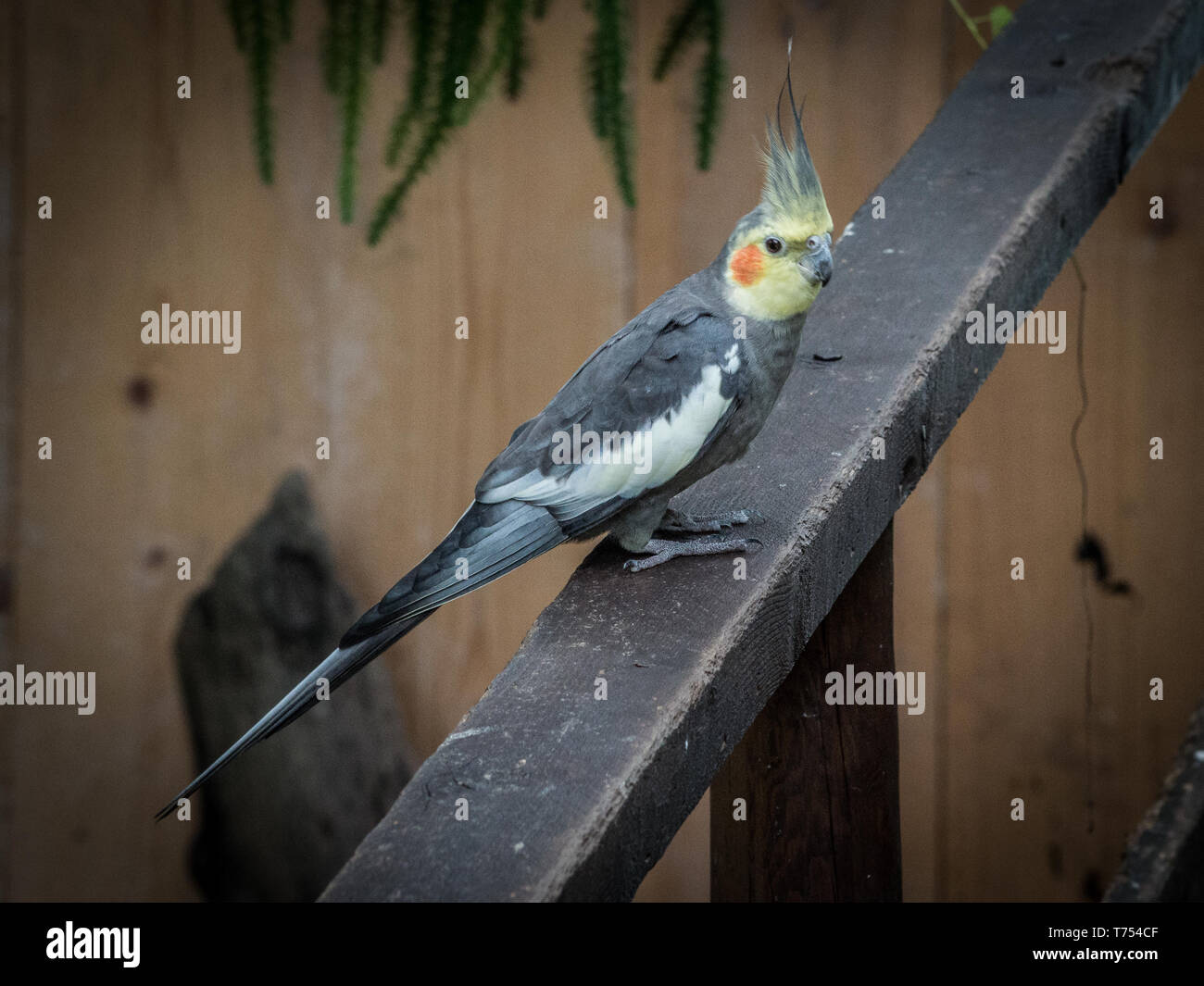 portrait of gray parrot with yellow head, naturalistic photo of ...