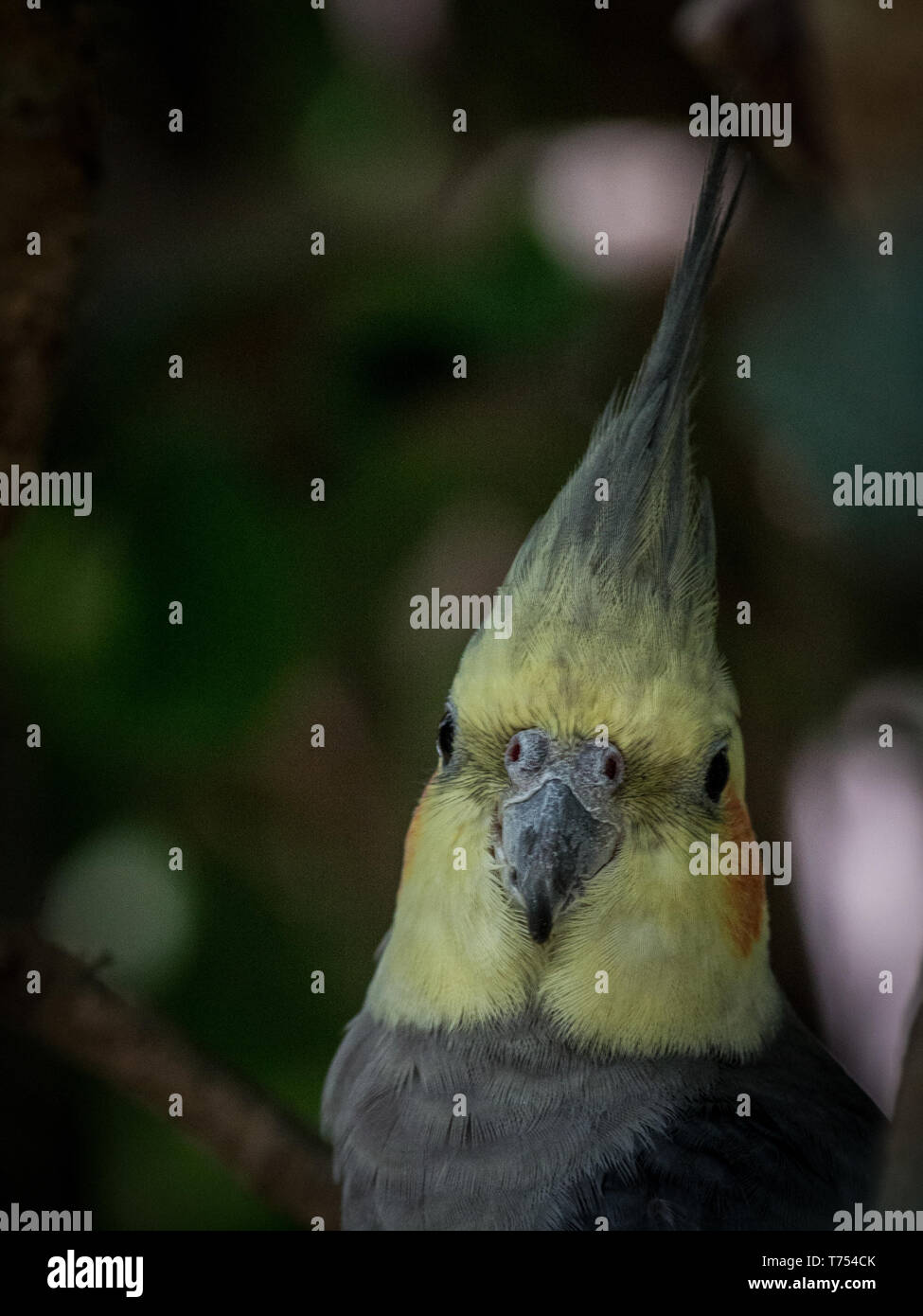 portrait of gray parrot with yellow head, naturalistic photo of ...