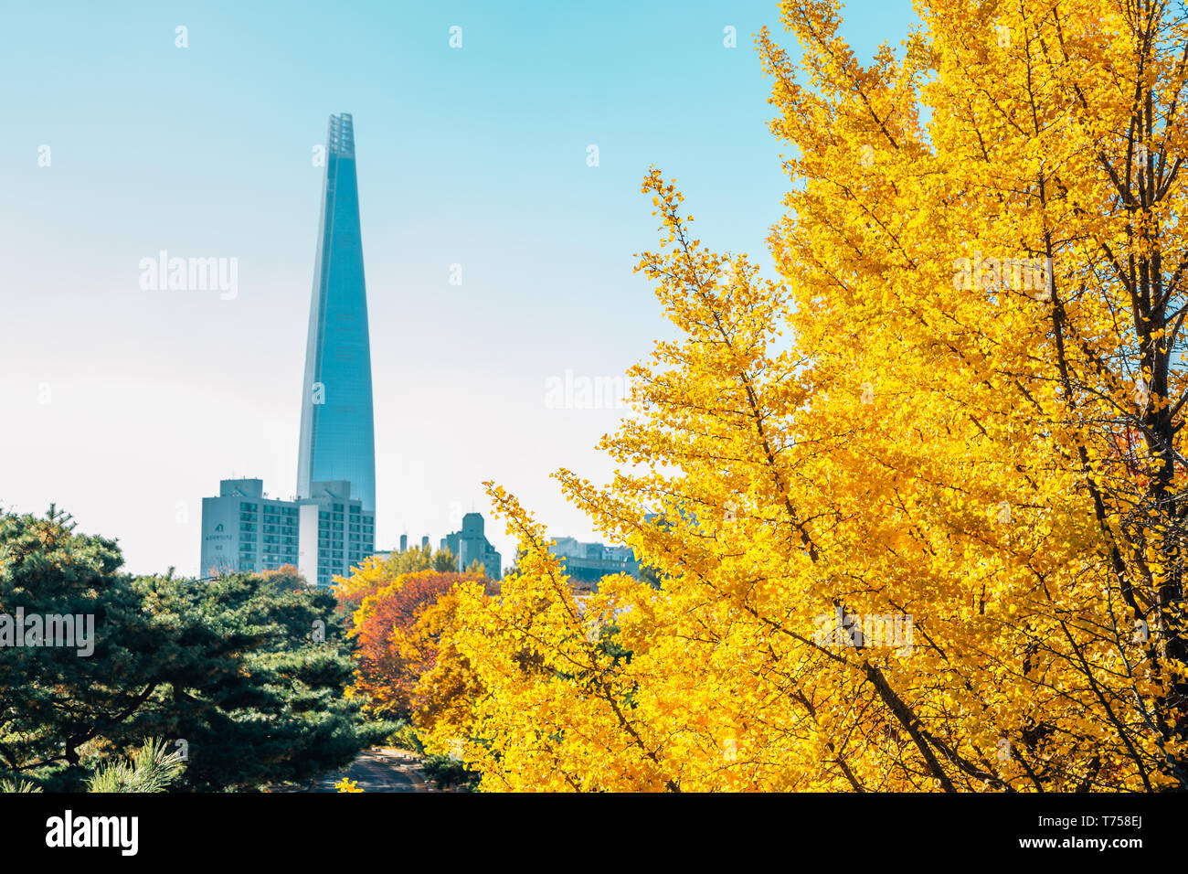 Seoul, Korea - November 2, 2018 : Lotte world tower and yellow ginkgo ...