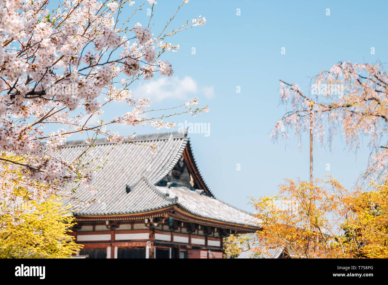 Toji temple and spring cherry blossoms in Kyoto, Japan Stock Photo - Alamy