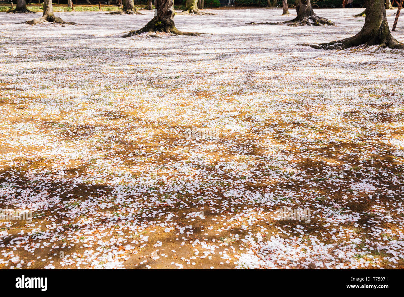 Fallen cherry blossom petal at Korakuen garden in Okayama, Japan Stock ...