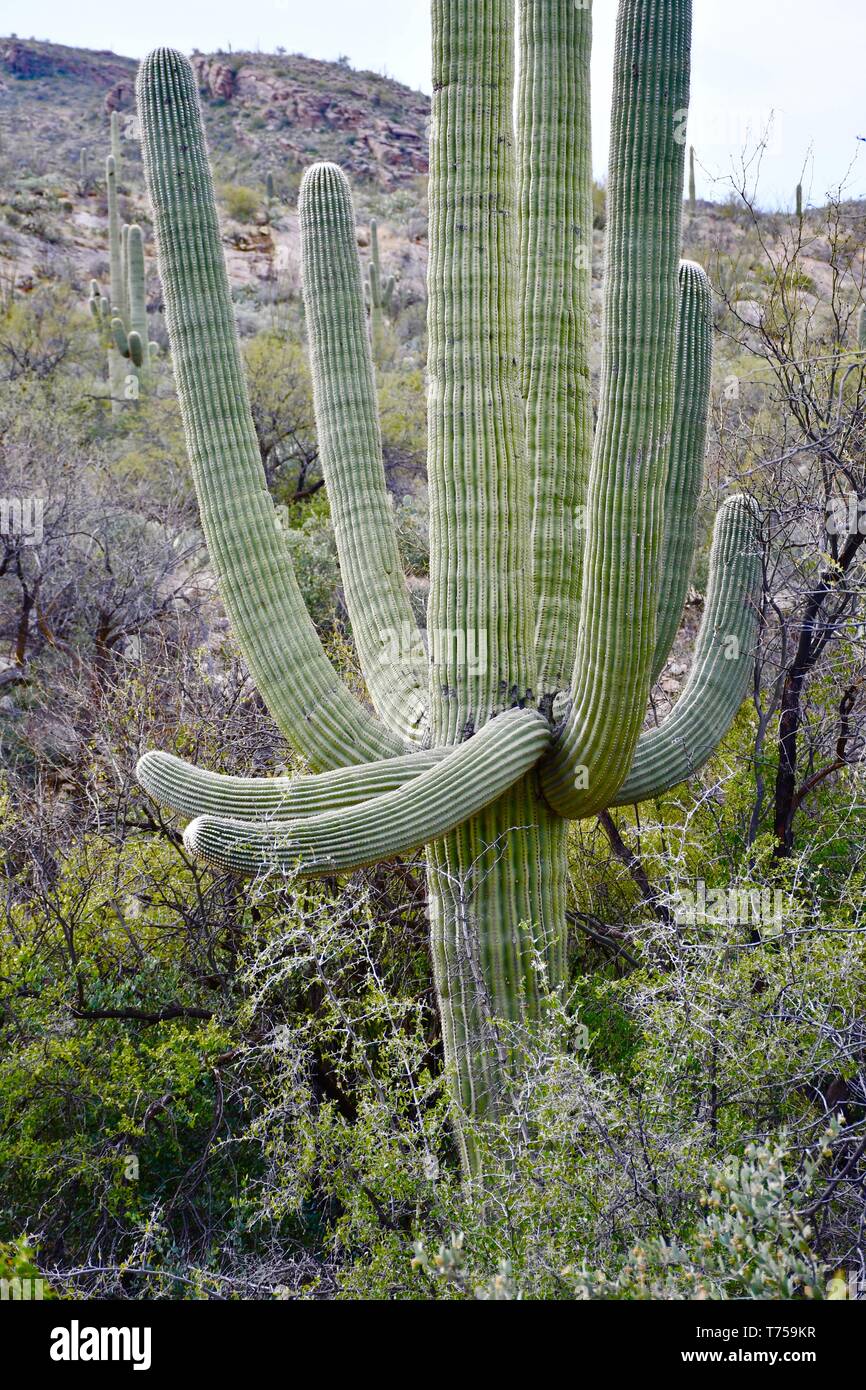 Saguaro Cactus seen in southern Arizona Stock Photo - Alamy