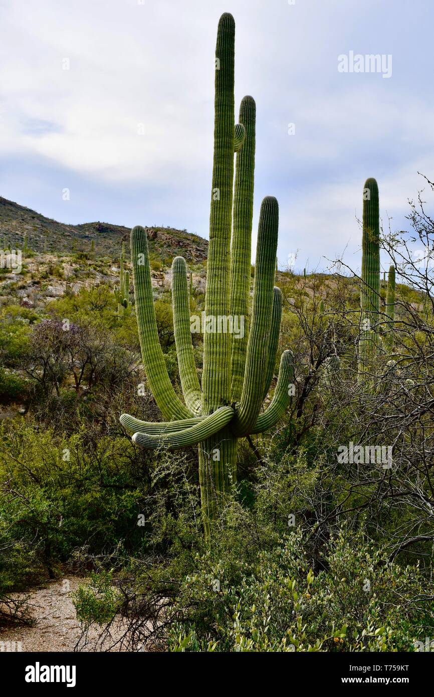 Saguaro Cactus seen in southern Arizona Stock Photo - Alamy