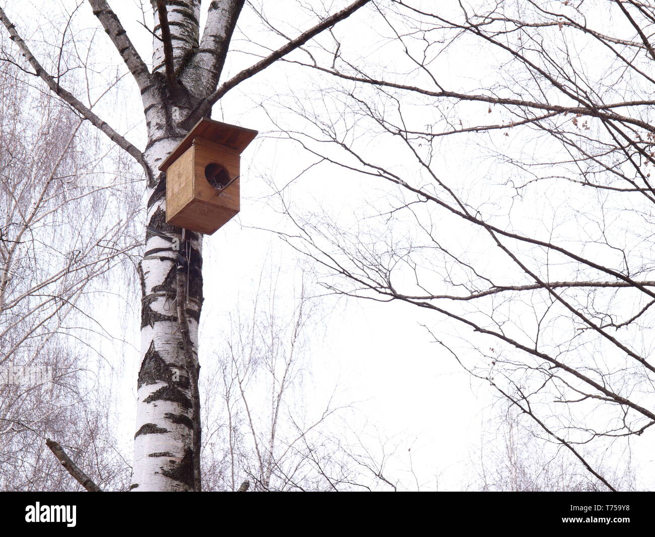 Photo nesting house in the spring Park. Parents hang these houses for ...
