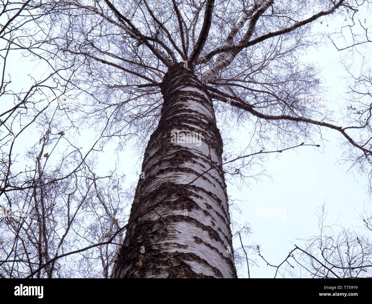Birch without leaves hi-res stock photography and images - Alamy