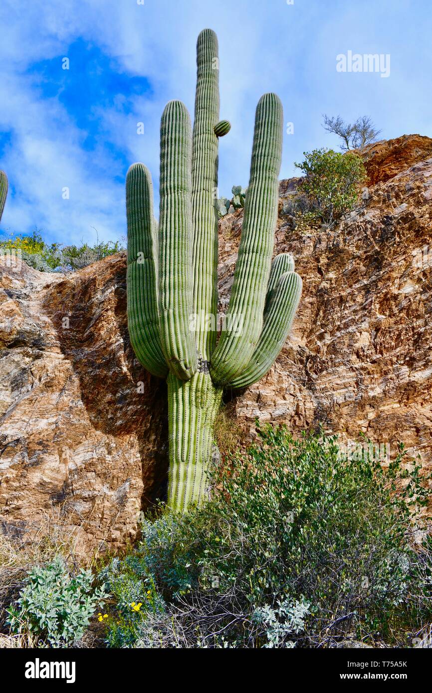 Saguaro Cactus seen in southern Arizona Stock Photo - Alamy