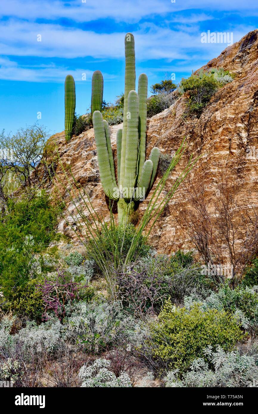 Saguaro Cactus seen in southern Arizona Stock Photo - Alamy
