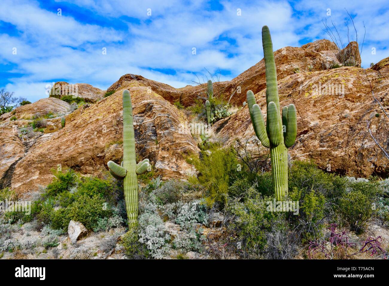 Saguaro Cactus seen in southern Arizona Stock Photo - Alamy