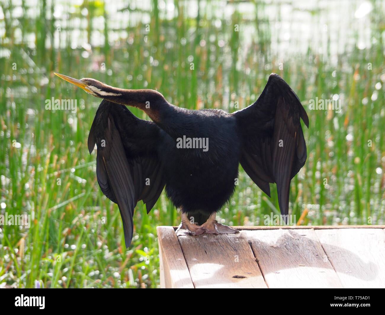 An Australian Darter Bird drying stretching his long snake-like neck ...