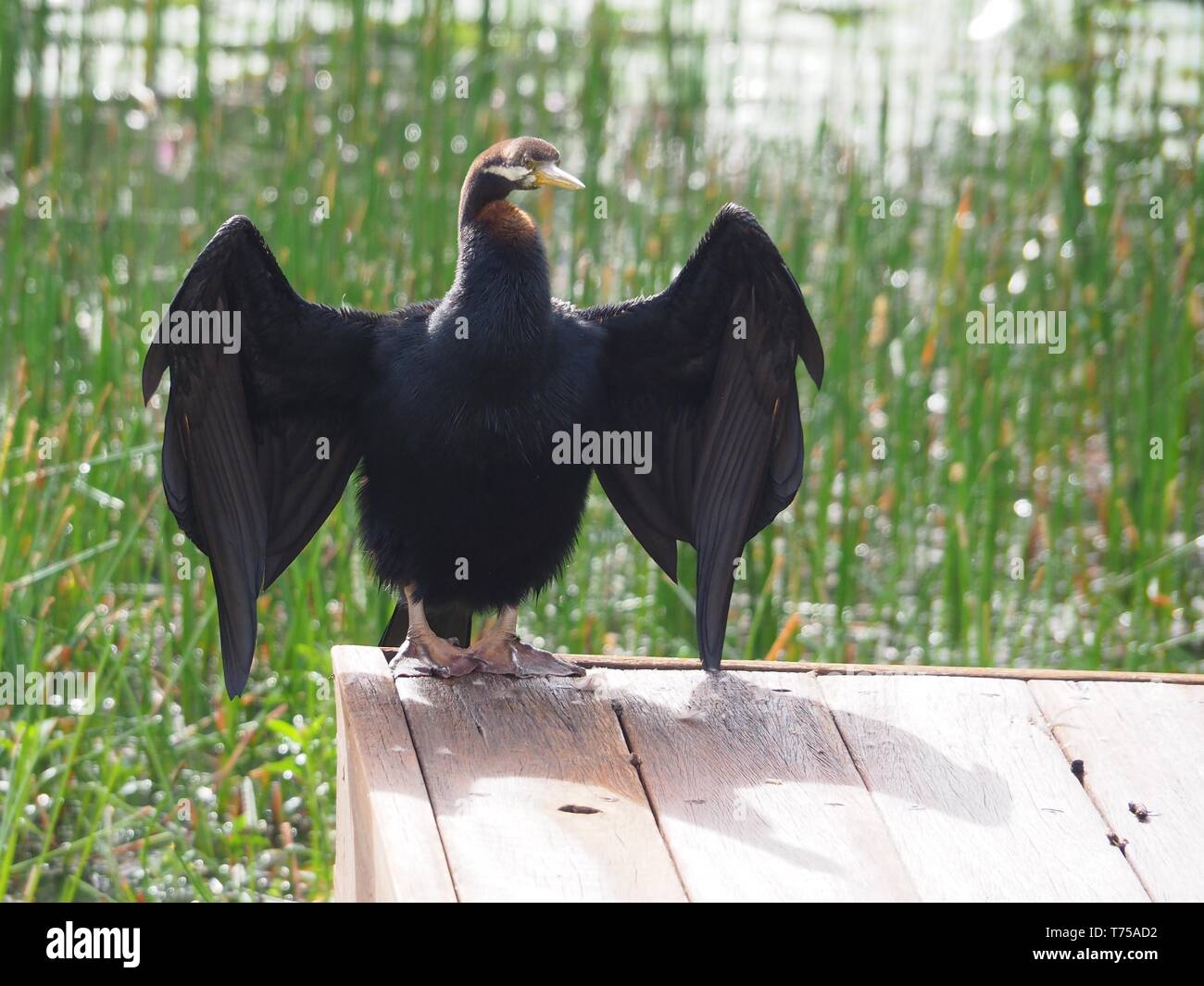 A male Australasian Darter Bird standing on the edge of a deck over the ...