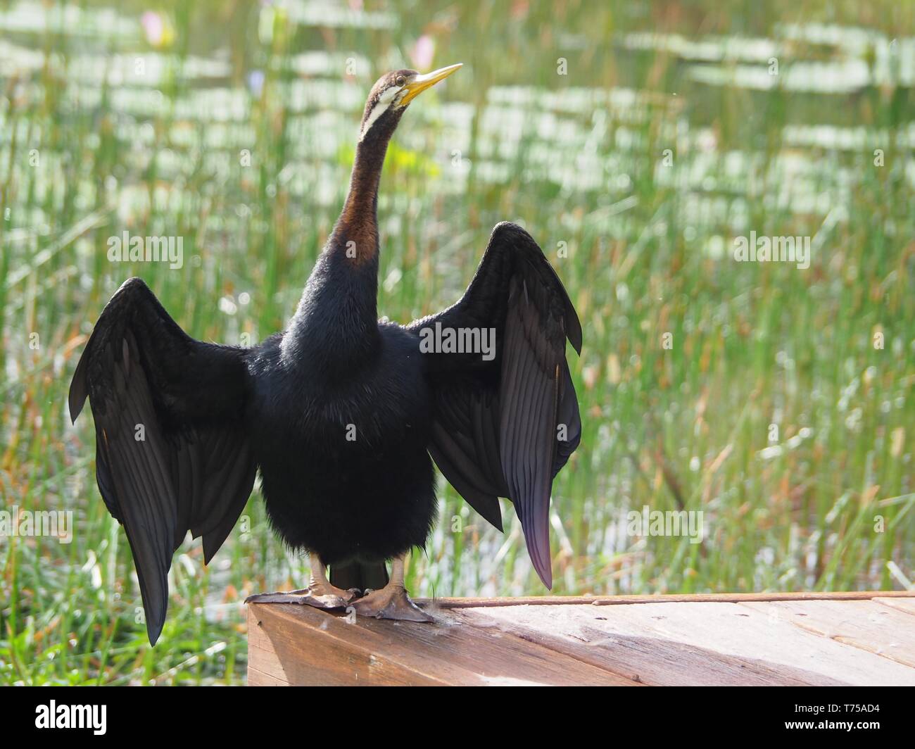 Australian darter bird photo hi-res stock photography and images - Alamy