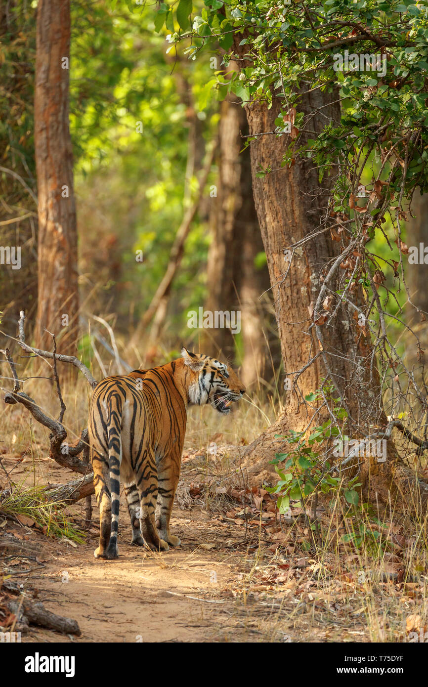 A tigress, Bengal tiger (Panthera tigris), looks back as she walks ...