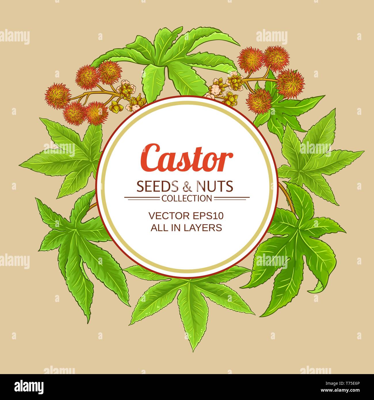 castor vector frame on color background Stock Vector Image & Art - Alamy
