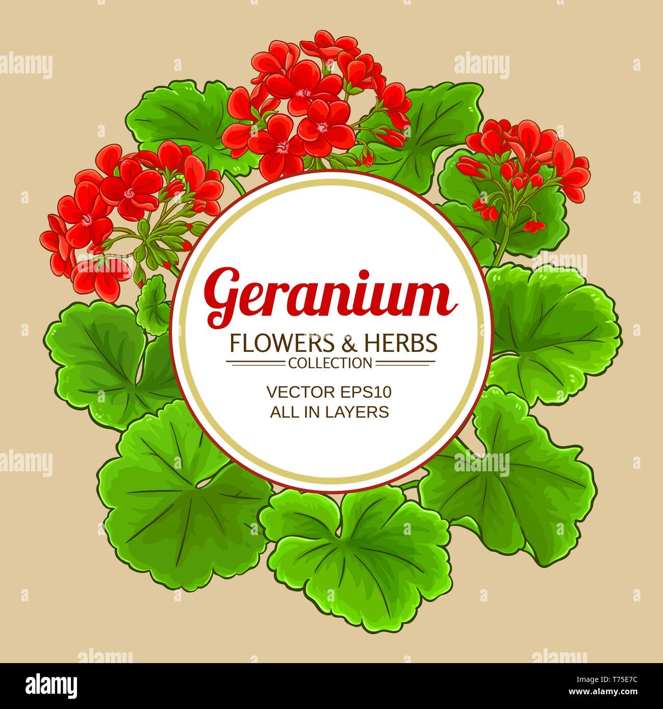 geranium vector frame on color background Stock Vector Image & Art - Alamy