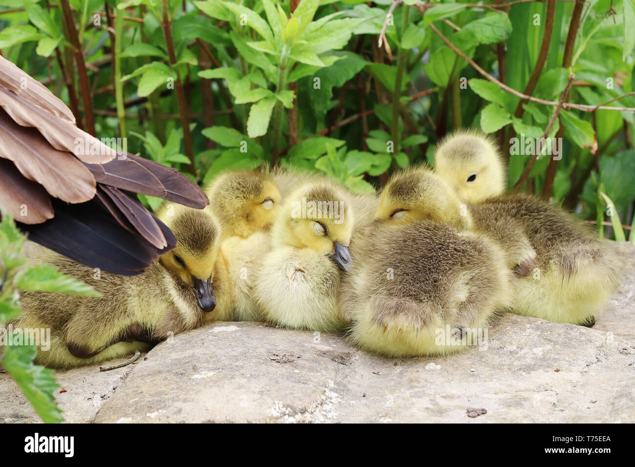 Cuddle up hi-res stock photography and images - Alamy