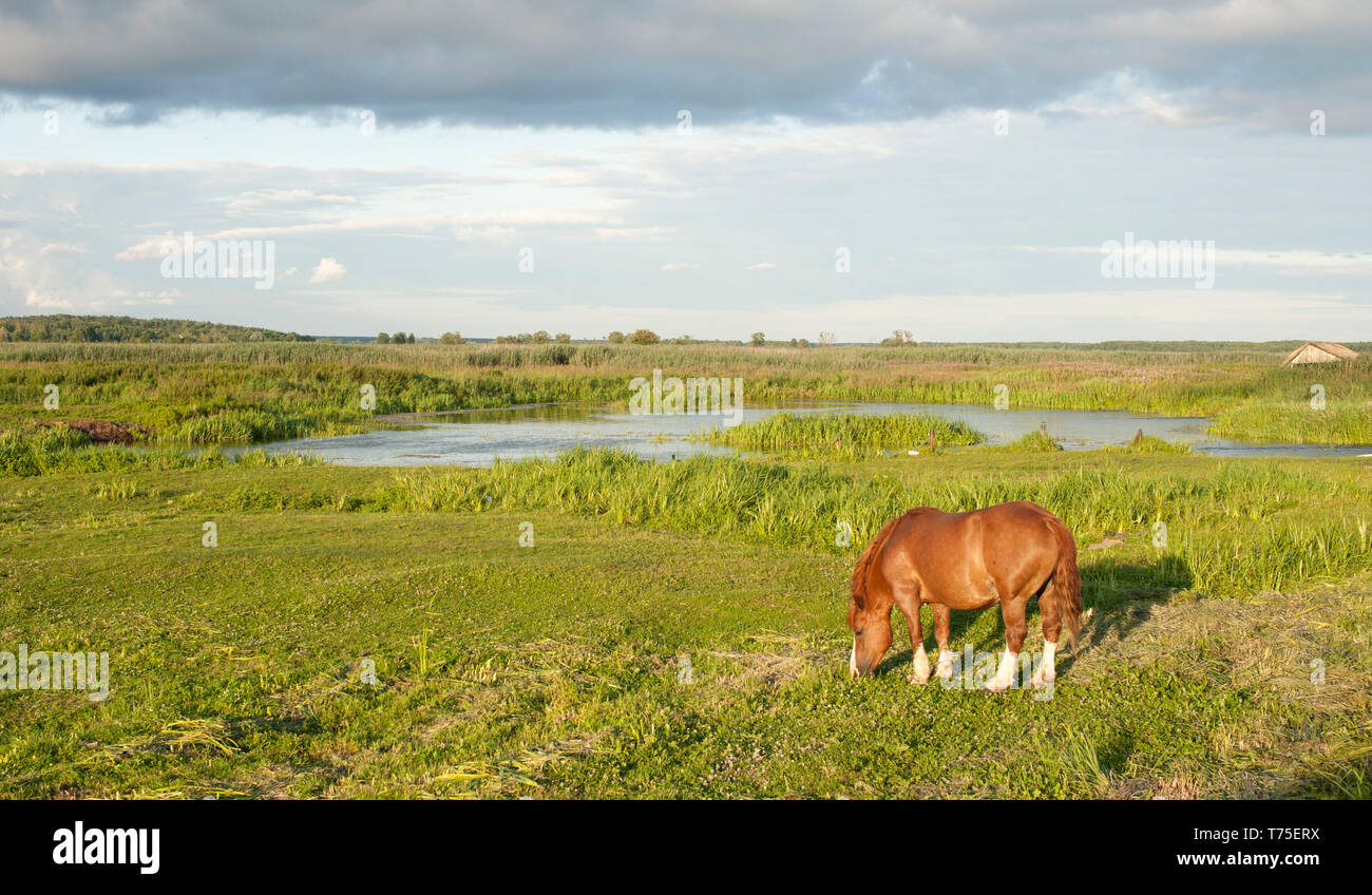 Narew national park hi-res stock photography and images - Alamy