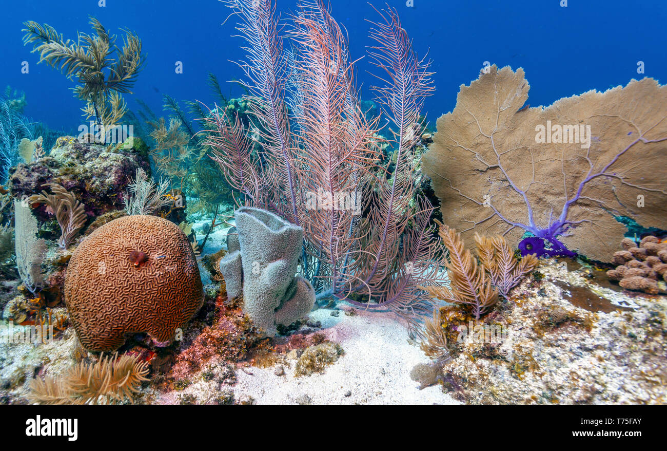 Coral reef off the coast of the island of Roatan Stock Photo - Alamy