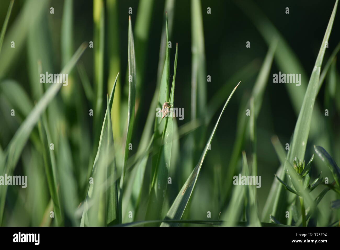 Grasshopper lookout point hi-res stock photography and images - Alamy