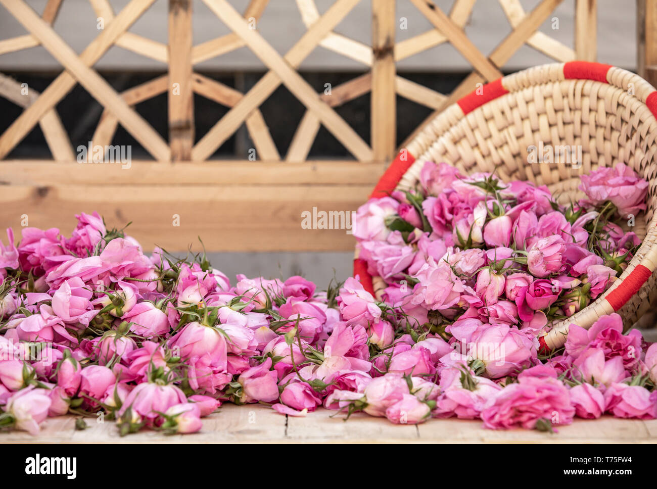 damask roses in a basket in Iran Stock Photo - Alamy