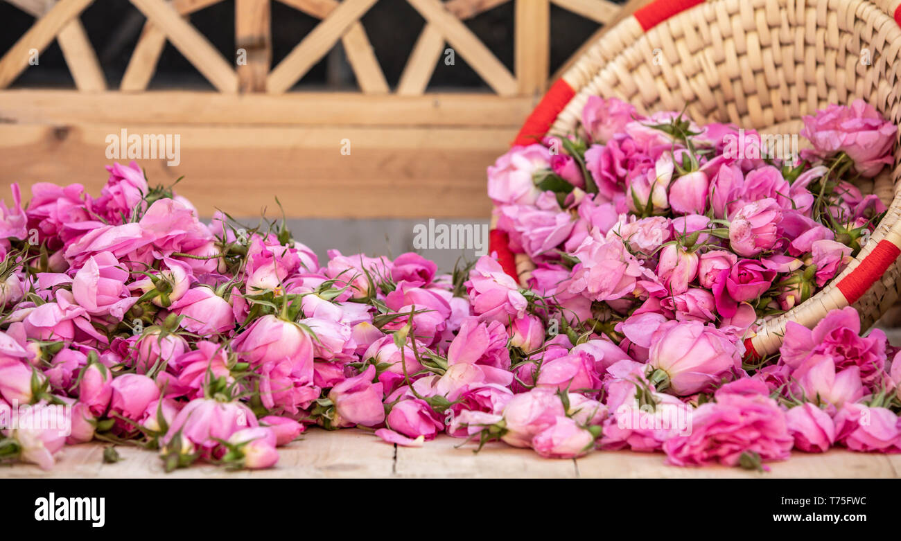 Damask roses hi-res stock photography and images - Alamy