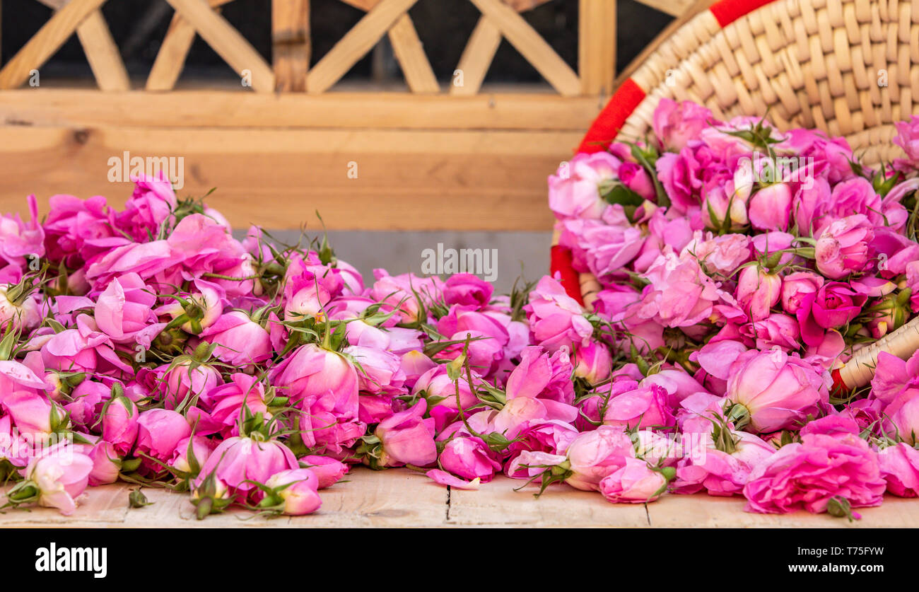 damask roses in a basket in Iran Stock Photo - Alamy