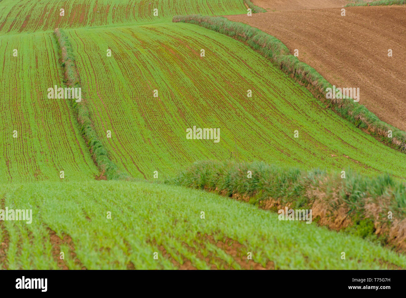 Field balk hi-res stock photography and images - Alamy