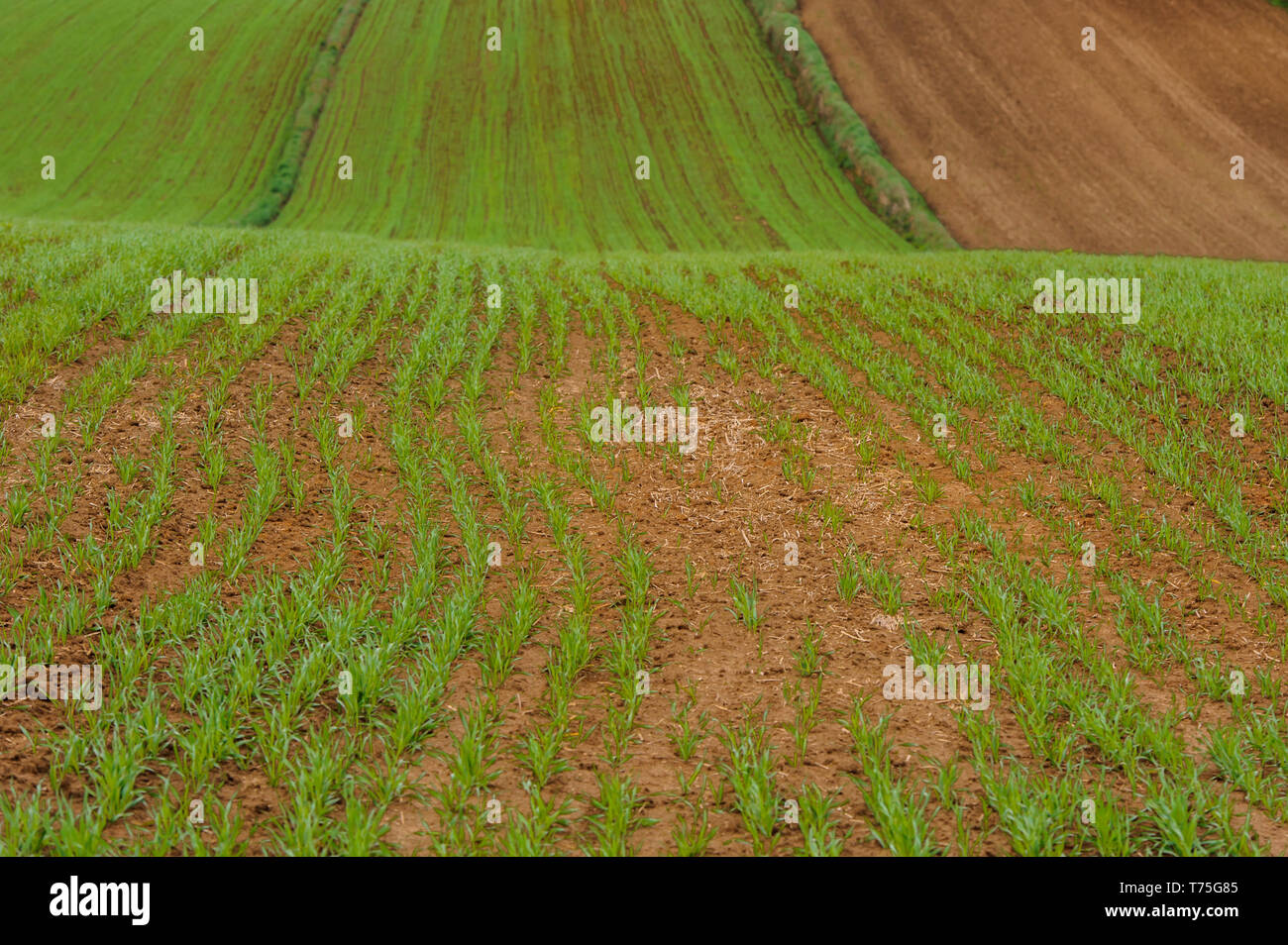 Field balk hi-res stock photography and images - Alamy