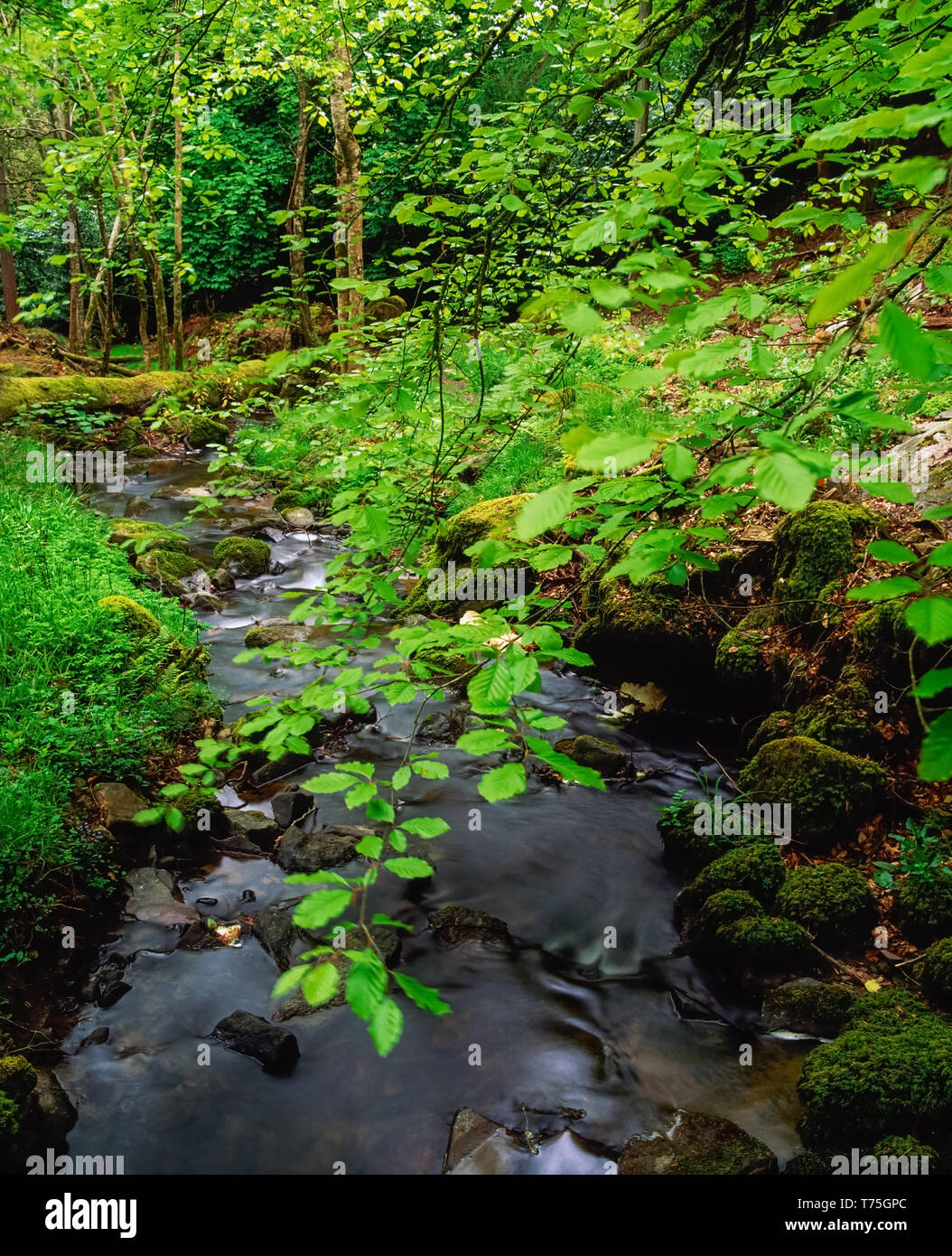 Kilfane glen and gardens hi-res stock photography and images - Alamy