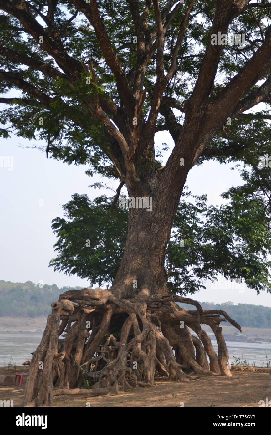 Chamchuri tree hi-res stock photography and images - Alamy
