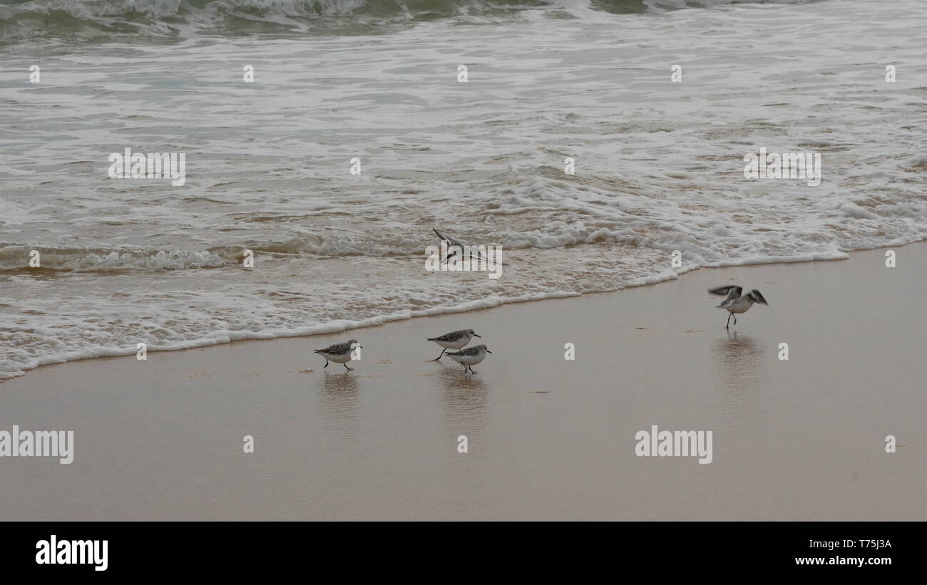 Meeting point on the beach Stock Photo - Alamy