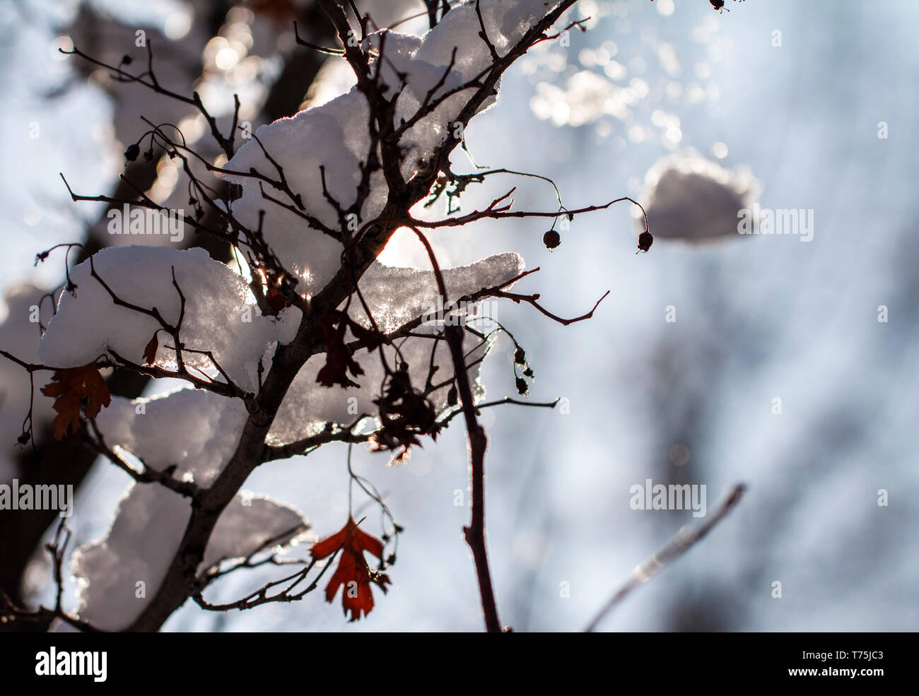 Sunlight falling through trees hi-res stock photography and images - Alamy