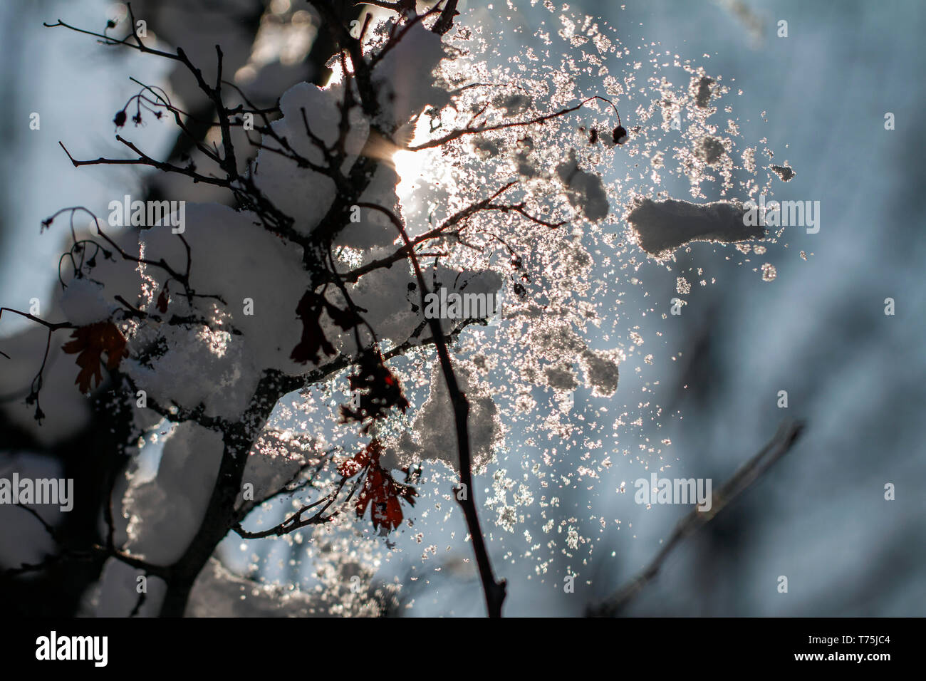 Sunlight falling through trees hi-res stock photography and images - Alamy