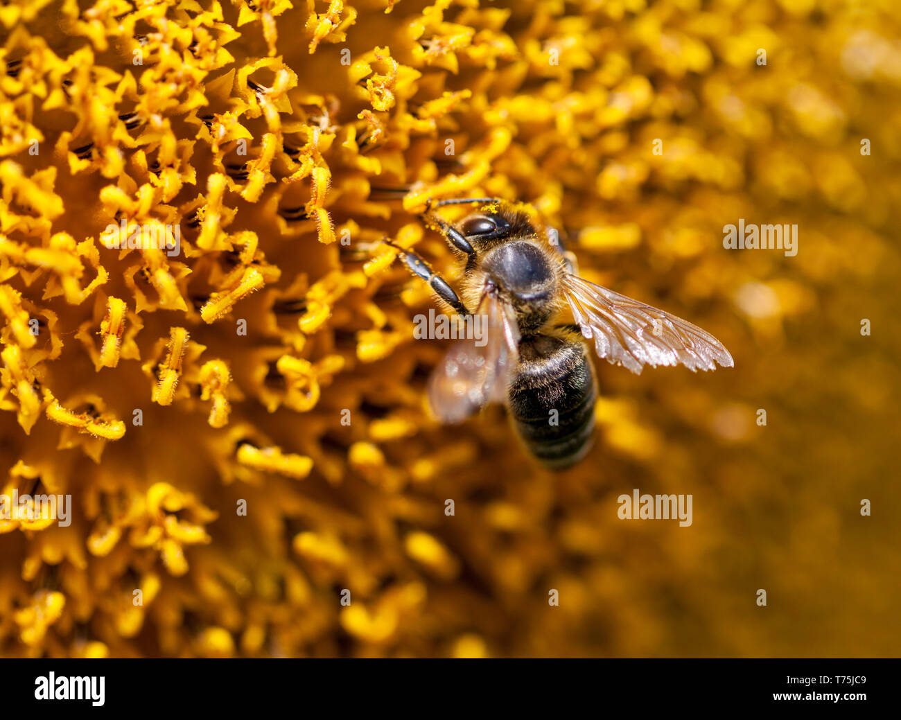 Bee collecting nectar on a sunflower Stock Photo - Alamy