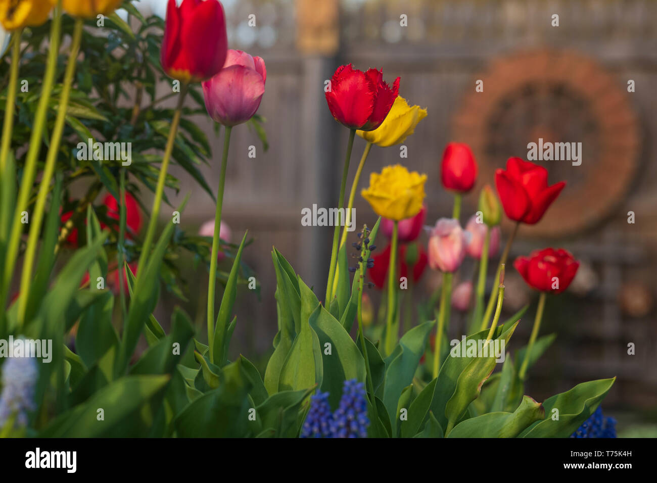 Backyard paradise hi-res stock photography and images - Alamy
