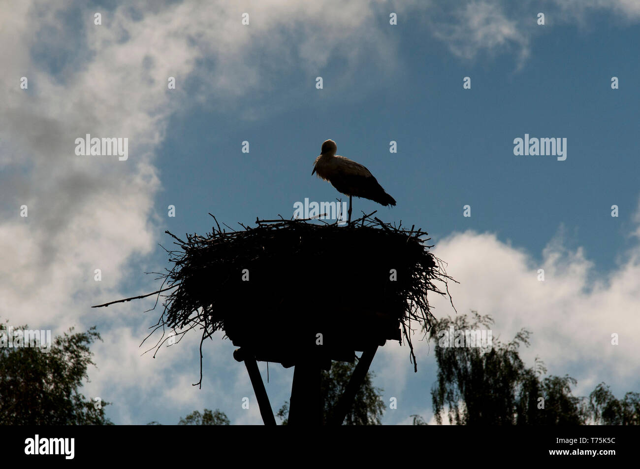 European stork village (Pentowo, Poland Stock Photo - Alamy