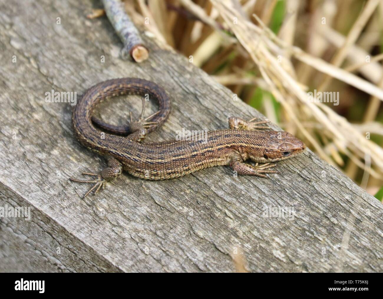 Foulshaw moss nature reserve hi-res stock photography and images - Alamy