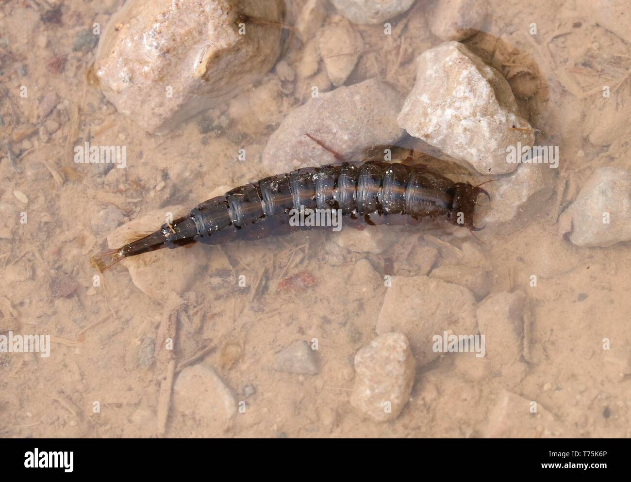 Foulshaw moss nature reserve hi-res stock photography and images - Alamy