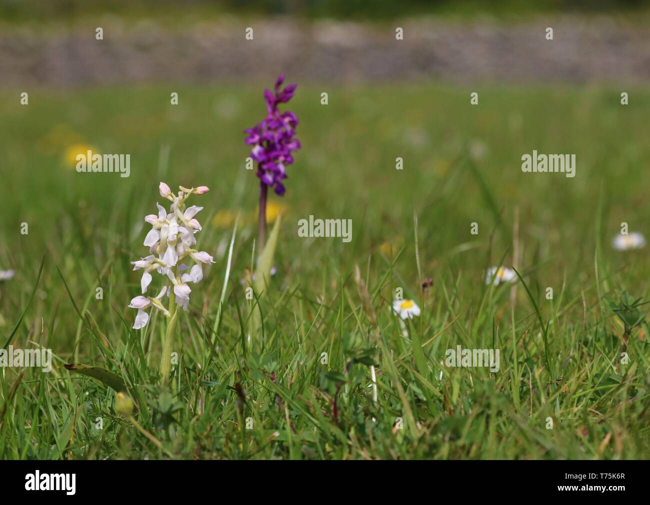 Foulshaw Moss High Resolution Stock Photography and Images - Alamy