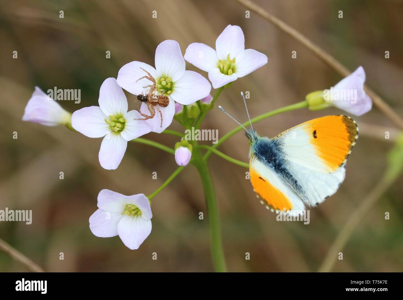 Foulshaw moss nature reserve hi-res stock photography and images - Alamy