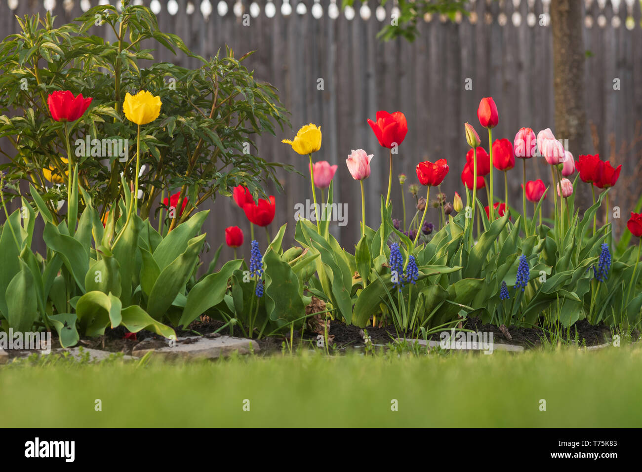 Tulips rise above in a backyard garden in early May Stock Photo - Alamy