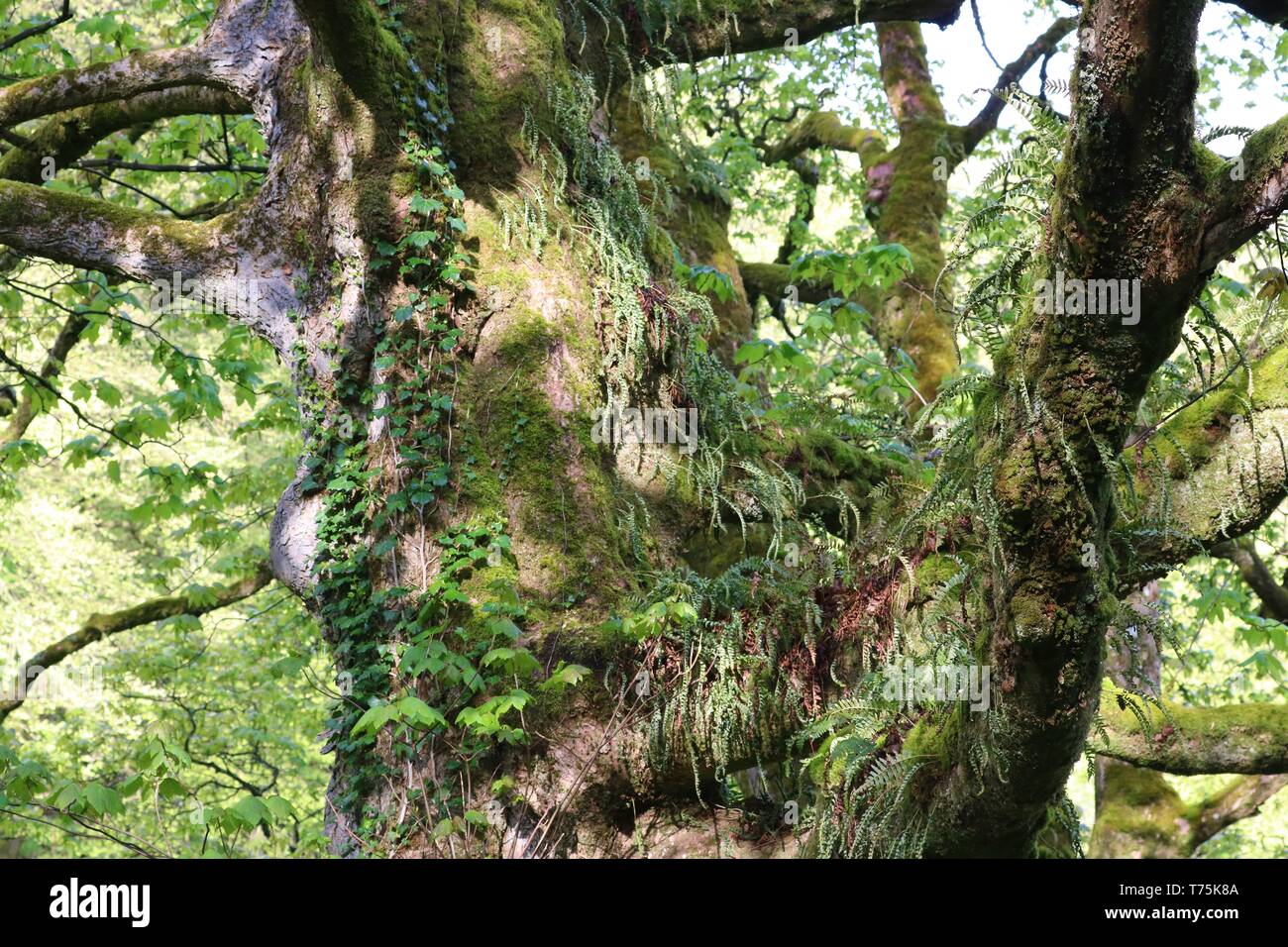 Foulshaw Moss High Resolution Stock Photography and Images - Alamy