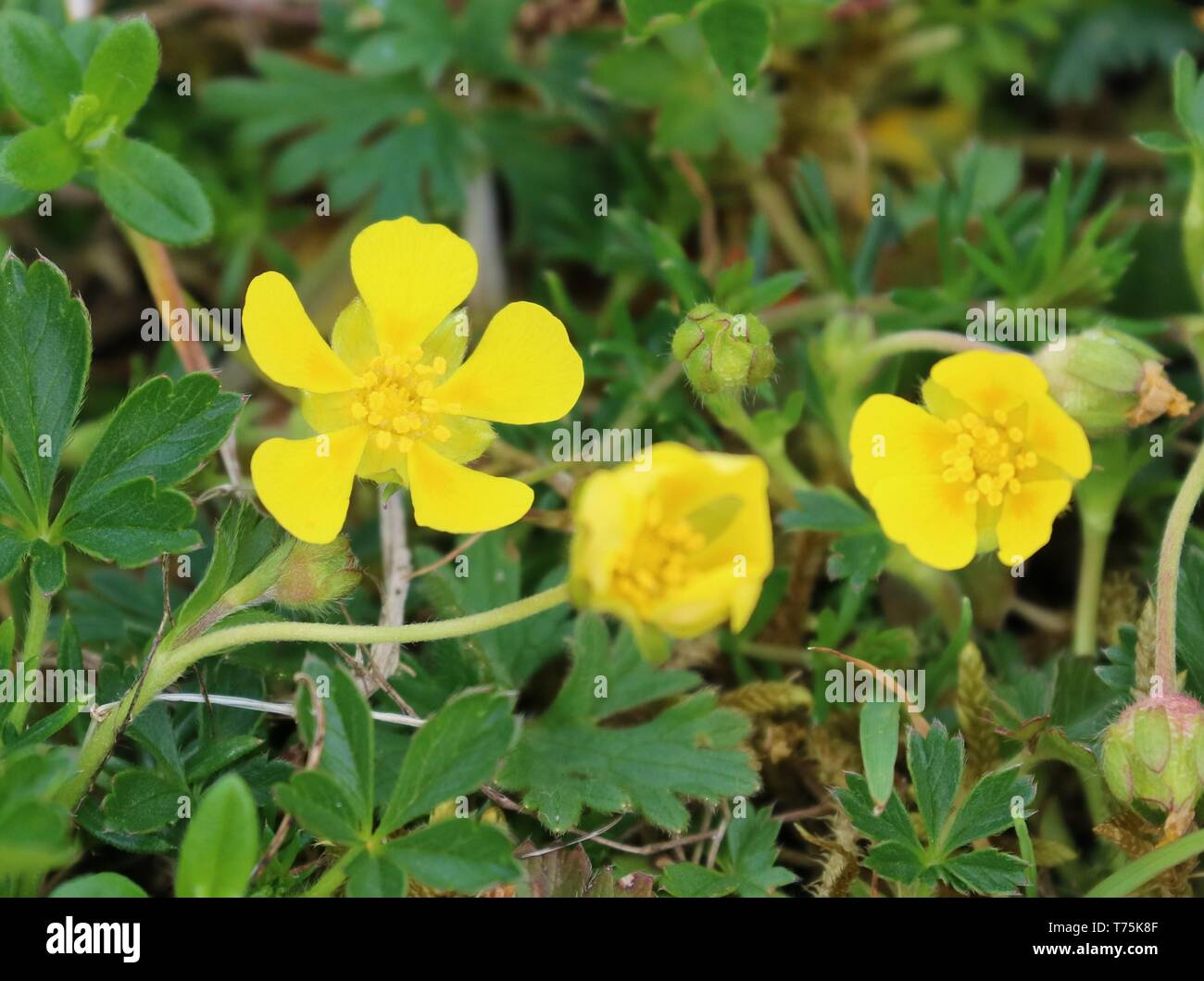 Foulshaw moss nature reserve hi-res stock photography and images - Alamy