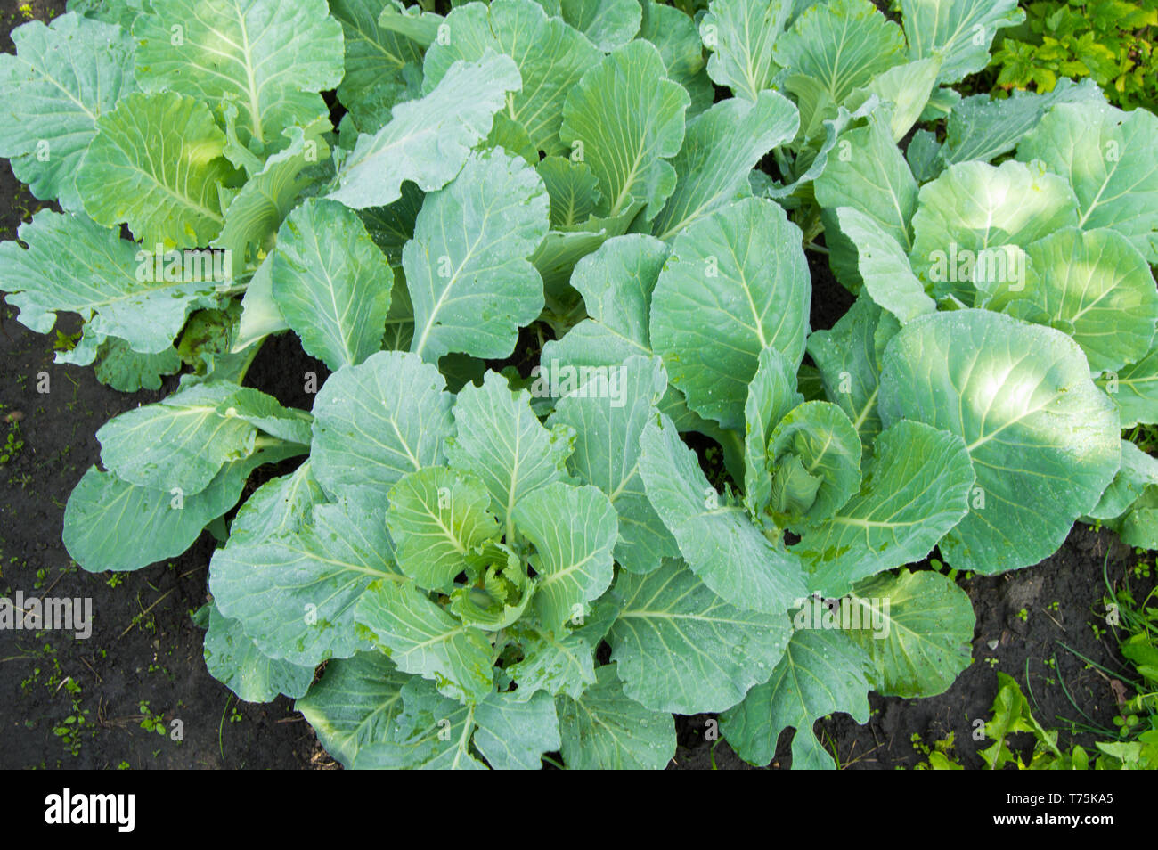 young cabbage growing in vegetable garden, close-up Stock Photo - Alamy