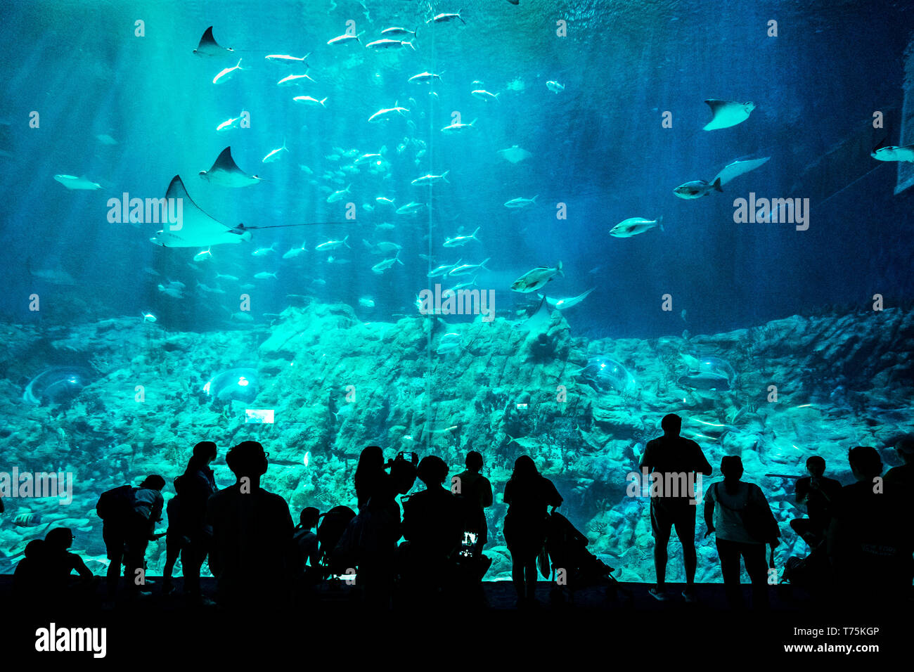 Hong Kong, China - People observing fish behind a huge glass in ...