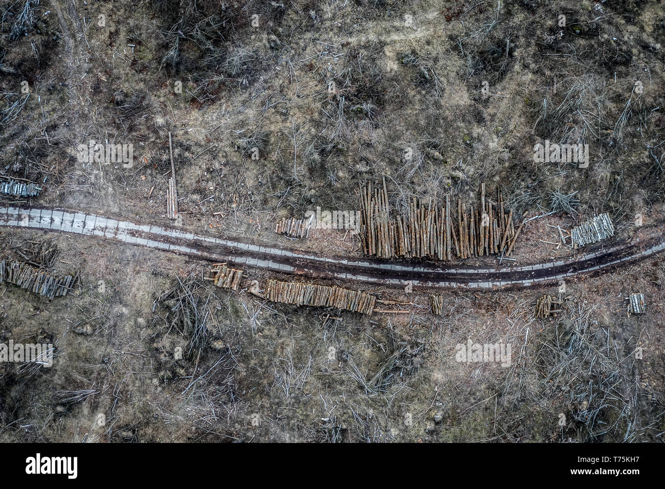 Flying above shocking deforestation in Poland, environmental ...