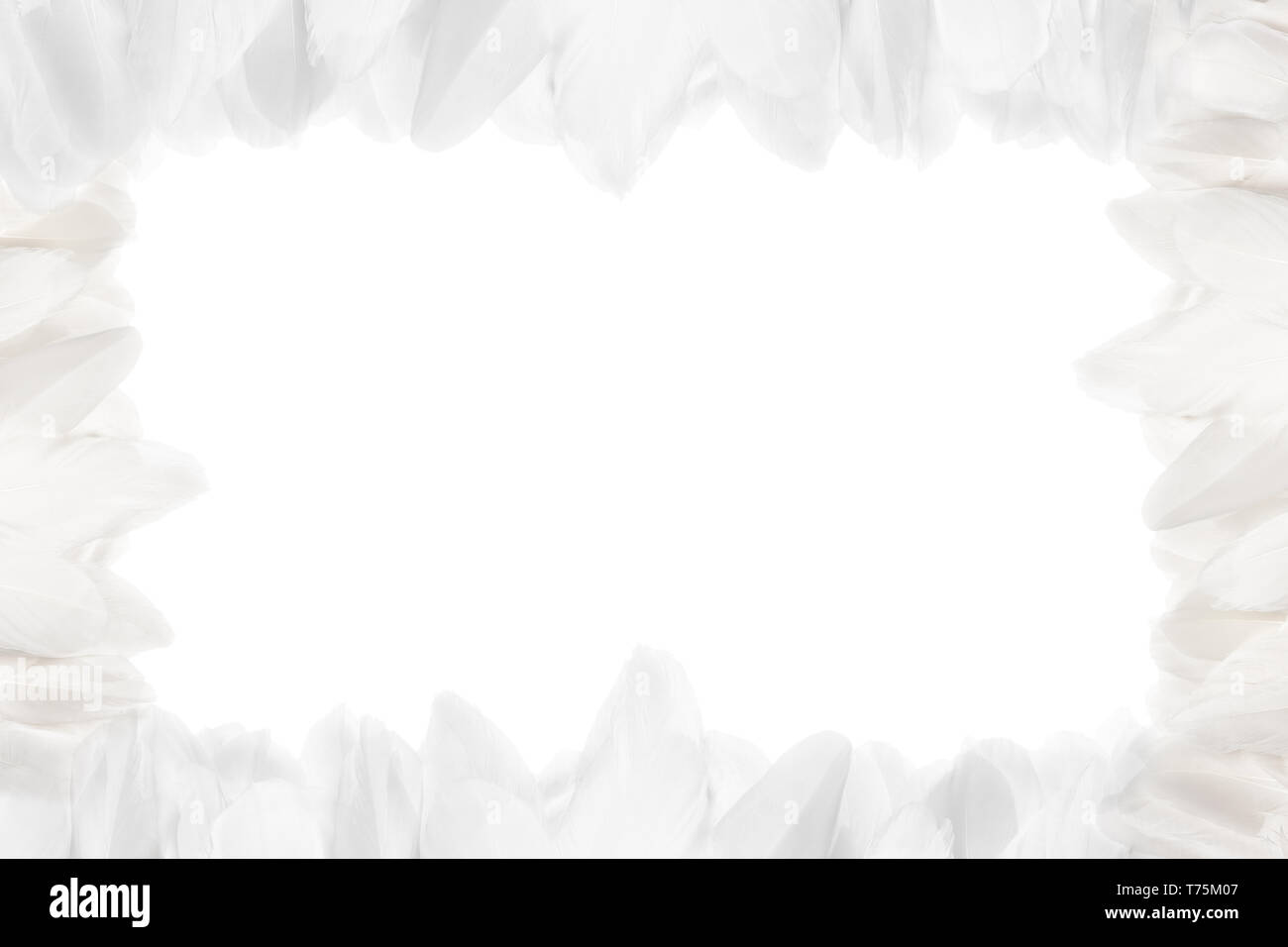 Horizontal frame of white feathers. Isolated on white background Stock ...