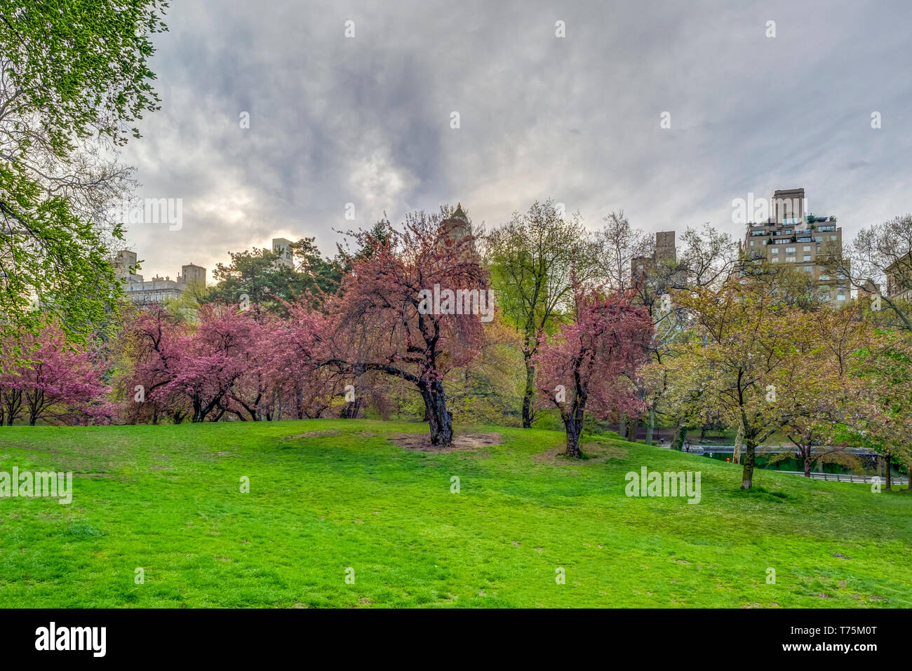 Central Park, Manhattan, New York City in spring with cherry trees ...
