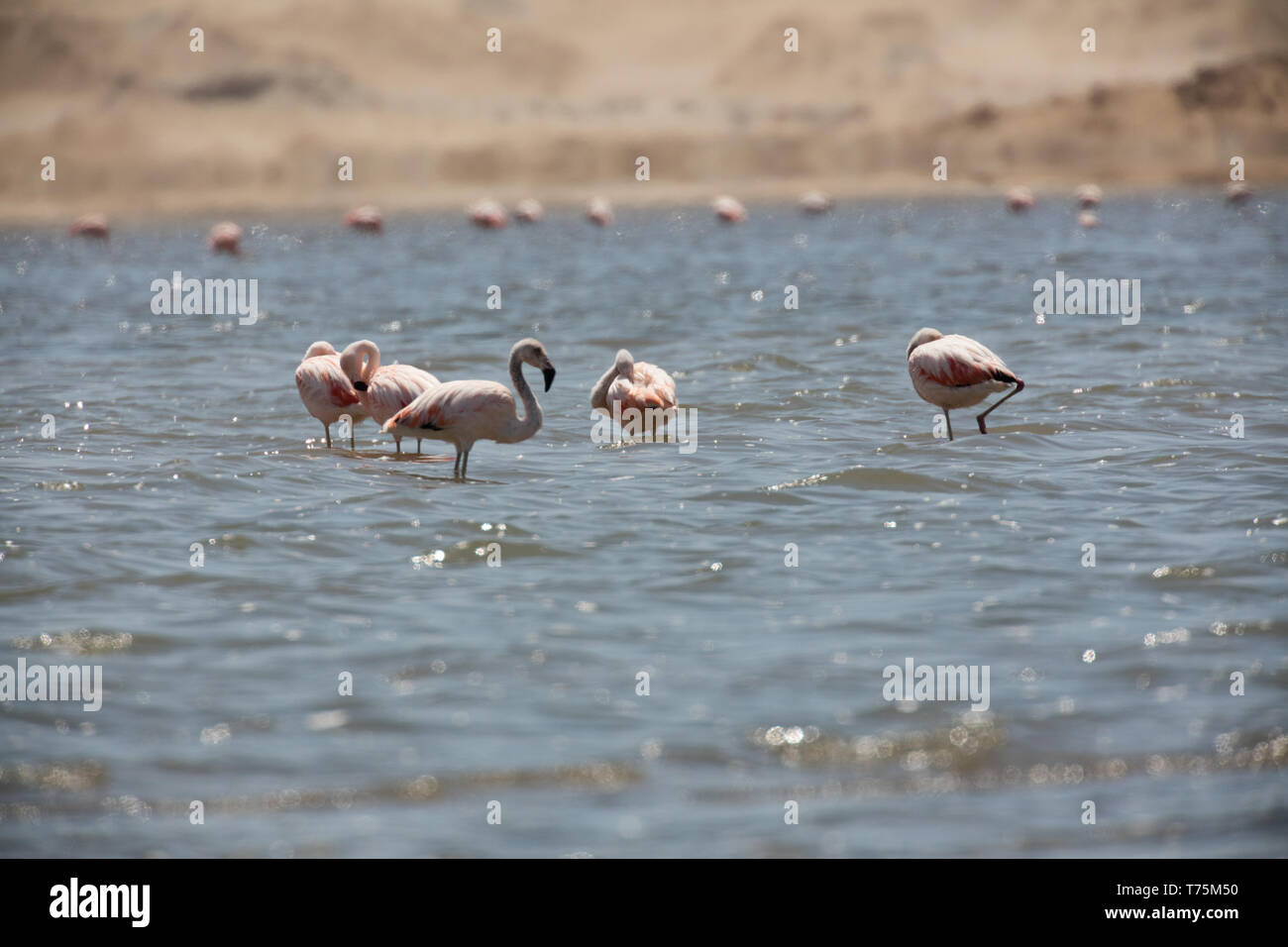 Flamingos chilenos in National reserve of Paracas, Peru Stock Photo - Alamy